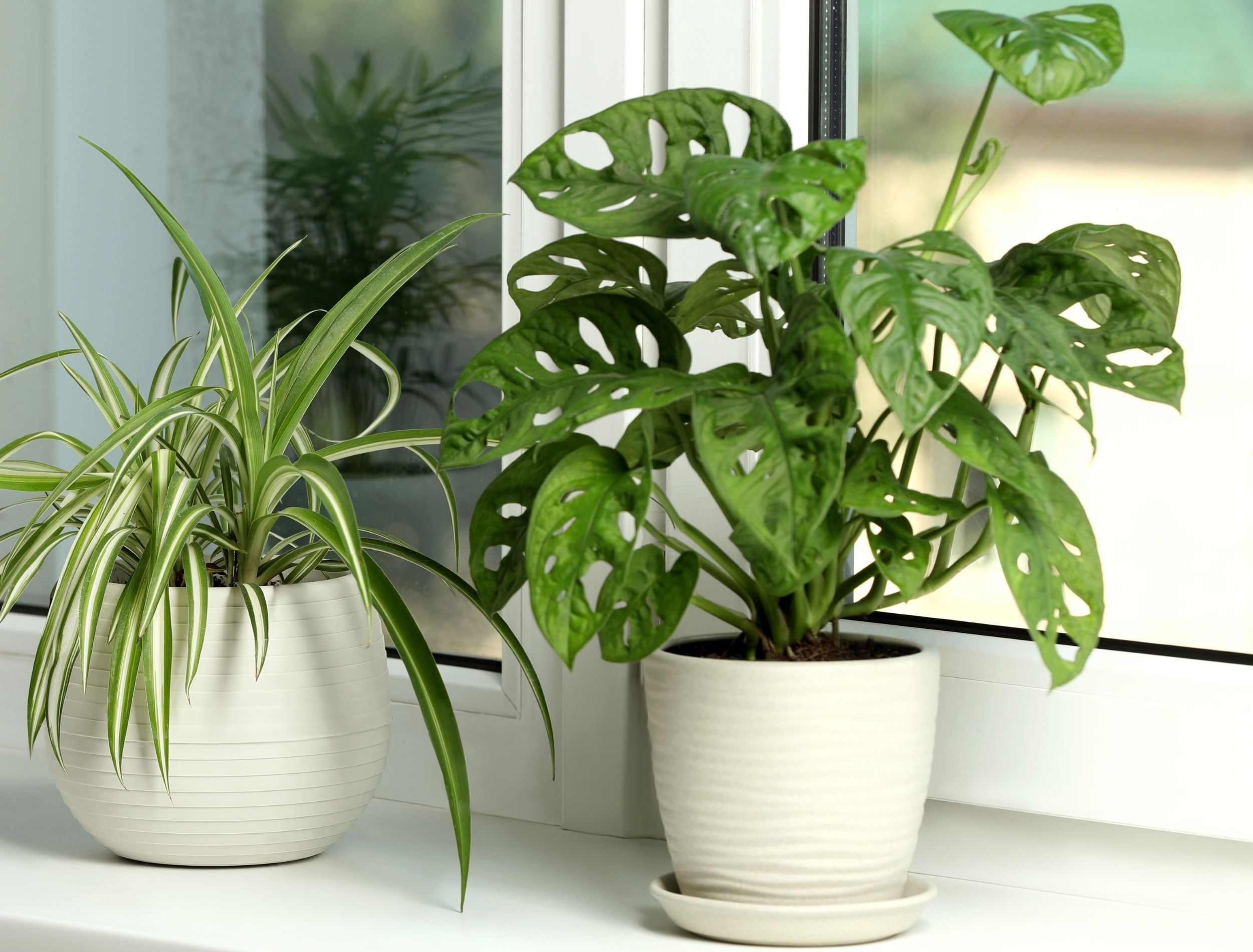 5 Monstera Varieties for Your Home