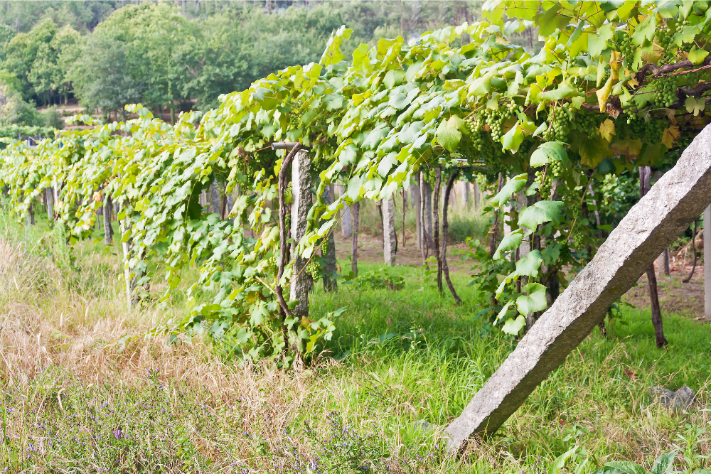 Growing Grapes In Your Home Garden