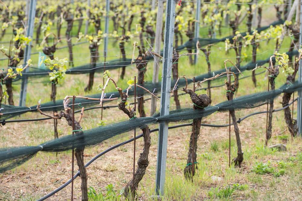 6 Tips For Growing Grapes in Your Home Garden