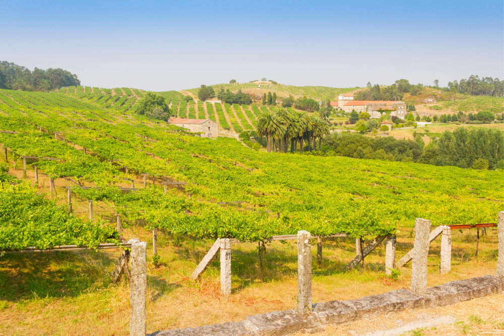 6 Tips For Growing Grapes in Your Home Garden