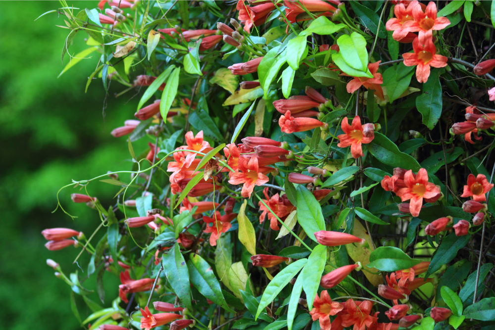 7 Plants That Will Hide Your Fence