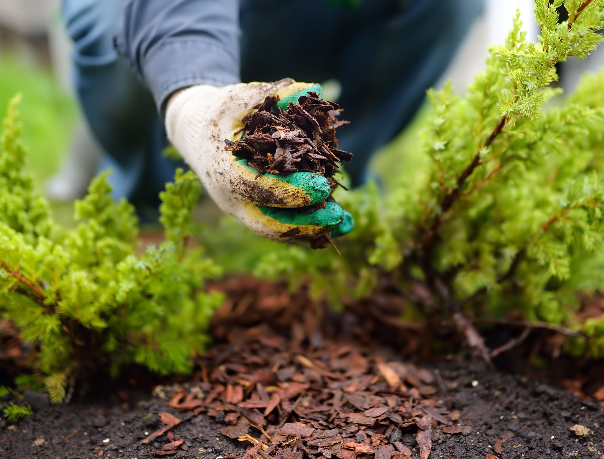 5 Alternatives to Mulch