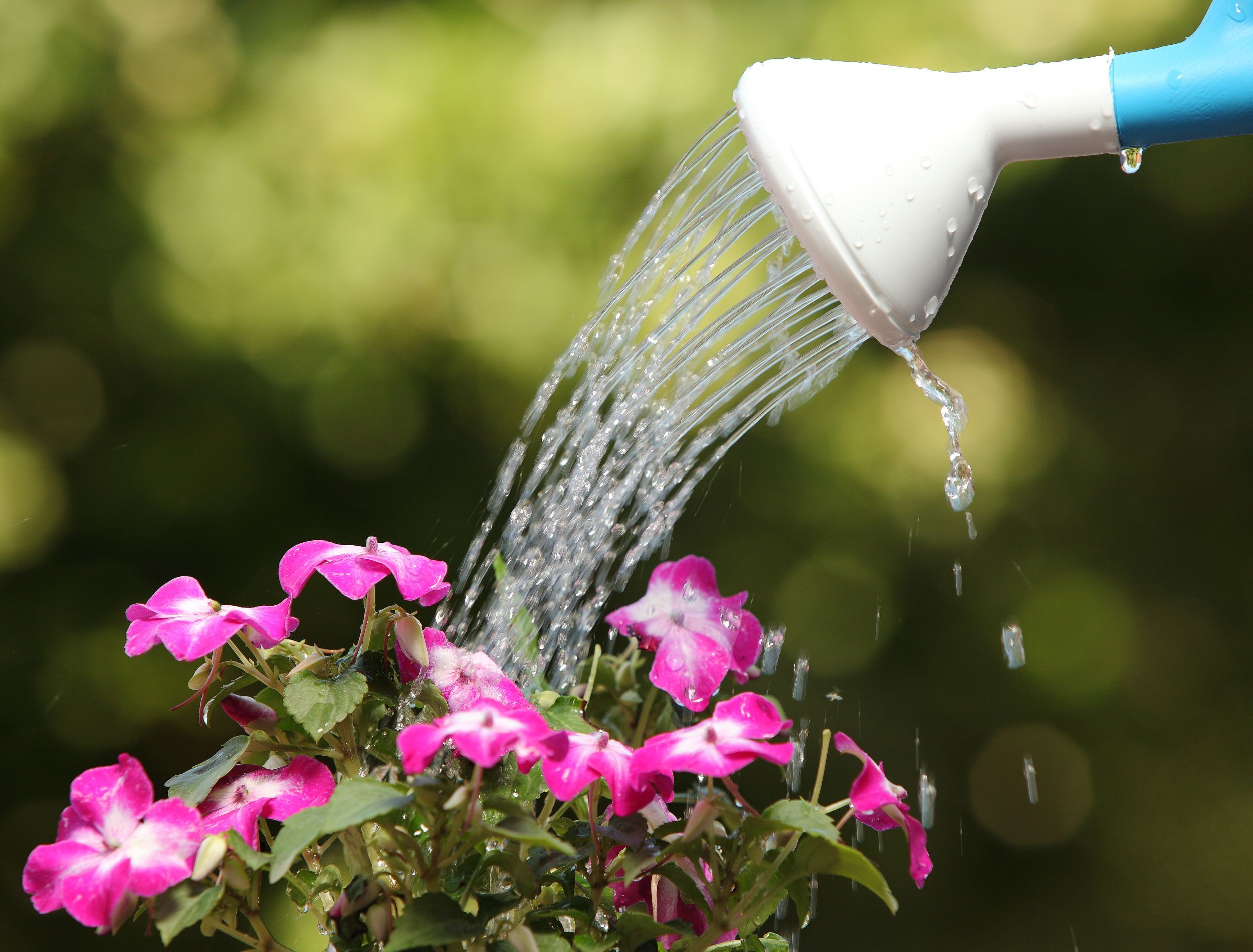 How to Use Hydrogen Peroxide for Root Rot