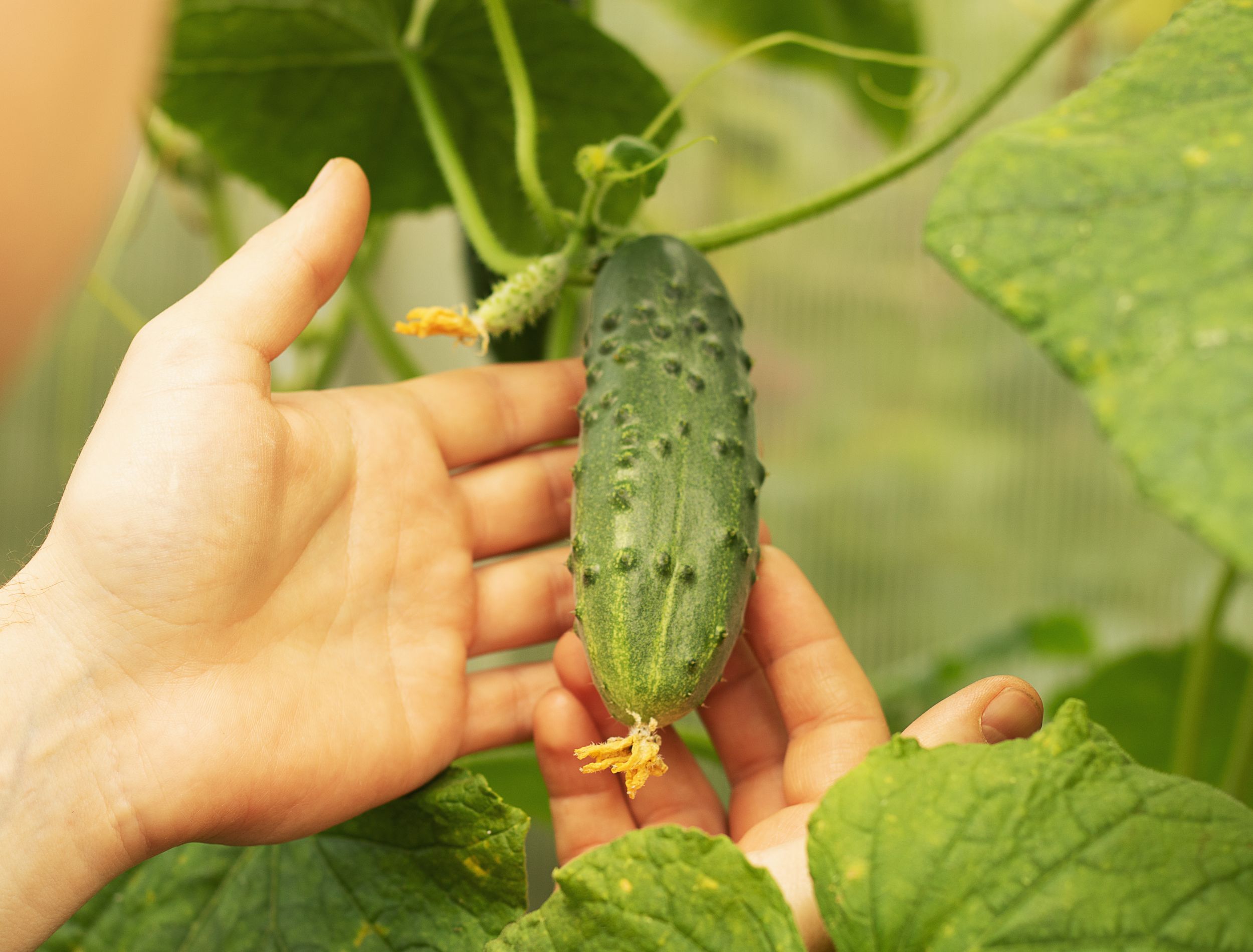 7 Cucumber Varieties to Grow in Your Vegetable Garden