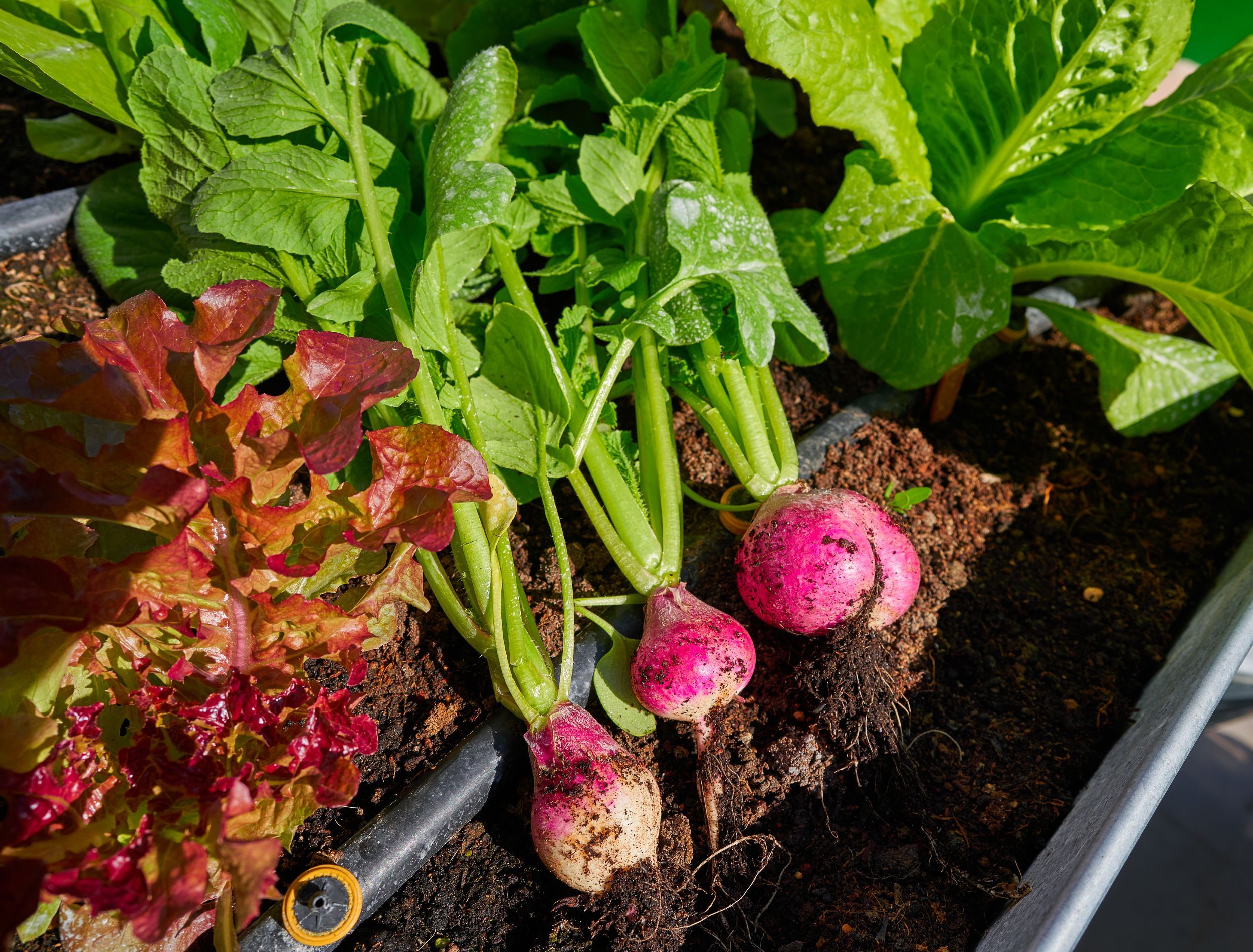 4 Best Vegetables For Beginner Gardeners