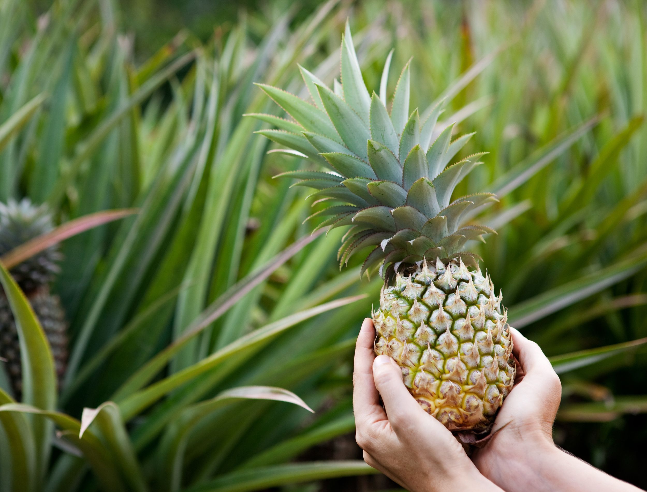 How to Grow Pineapple from Pineapple