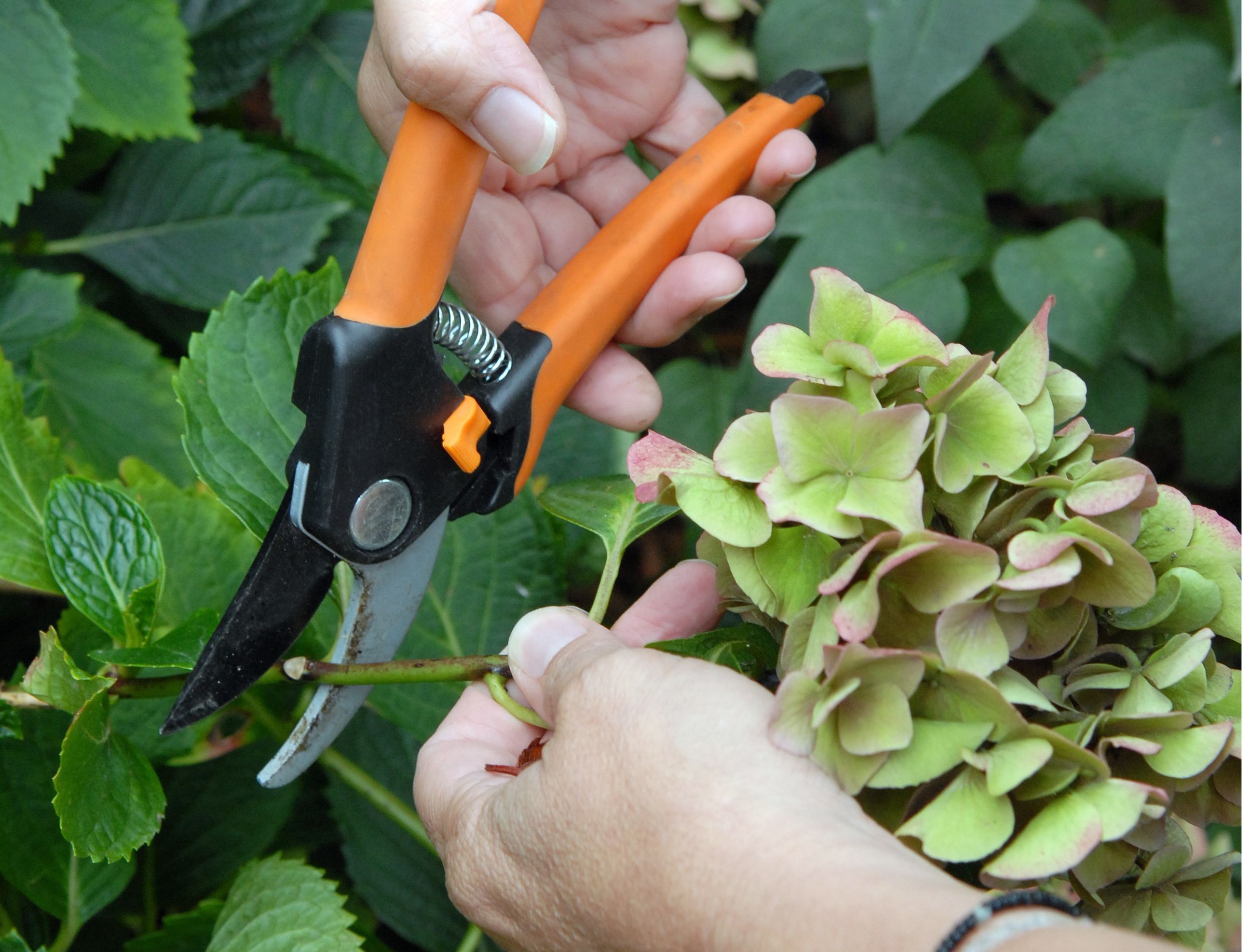The Best Time to Prune Oakleaf Hydrangeas