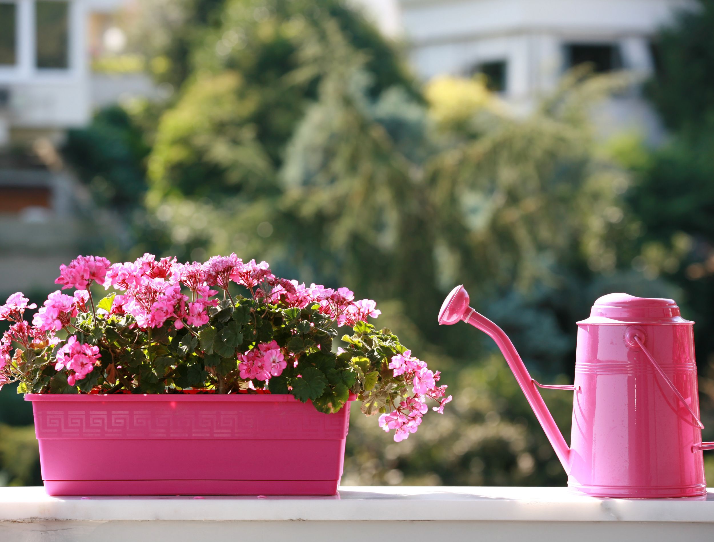 How Often to Water Azaleas