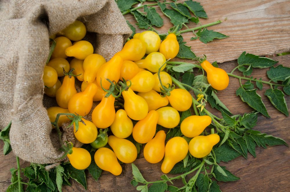 7 Best Heirloom Tomato Varieties for Your Garden