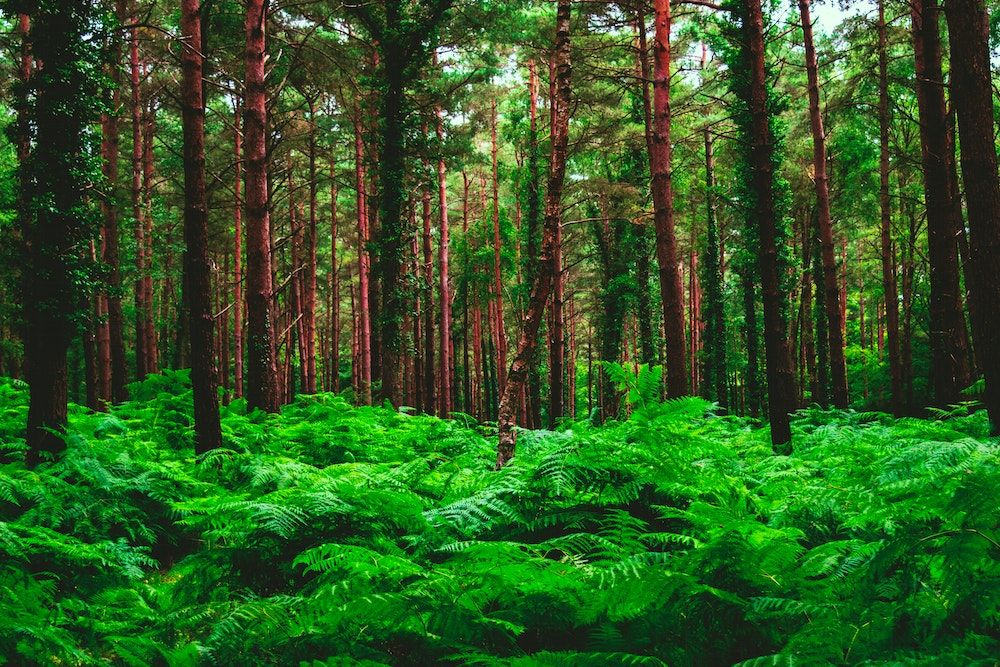 7 Plants and Flowers That Grow Under Trees