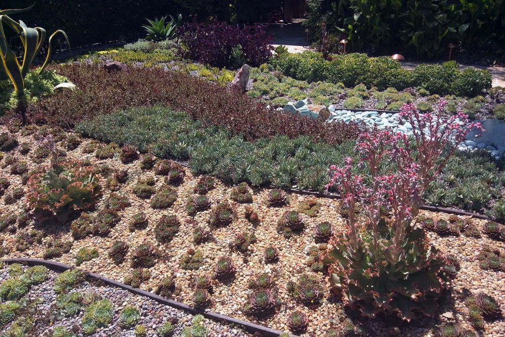 The Best Time to Plant a Ground Cover