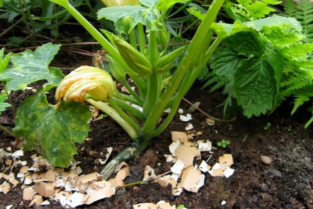 Gardening on a Budget: How to Make Your Own Plant Fertilizer