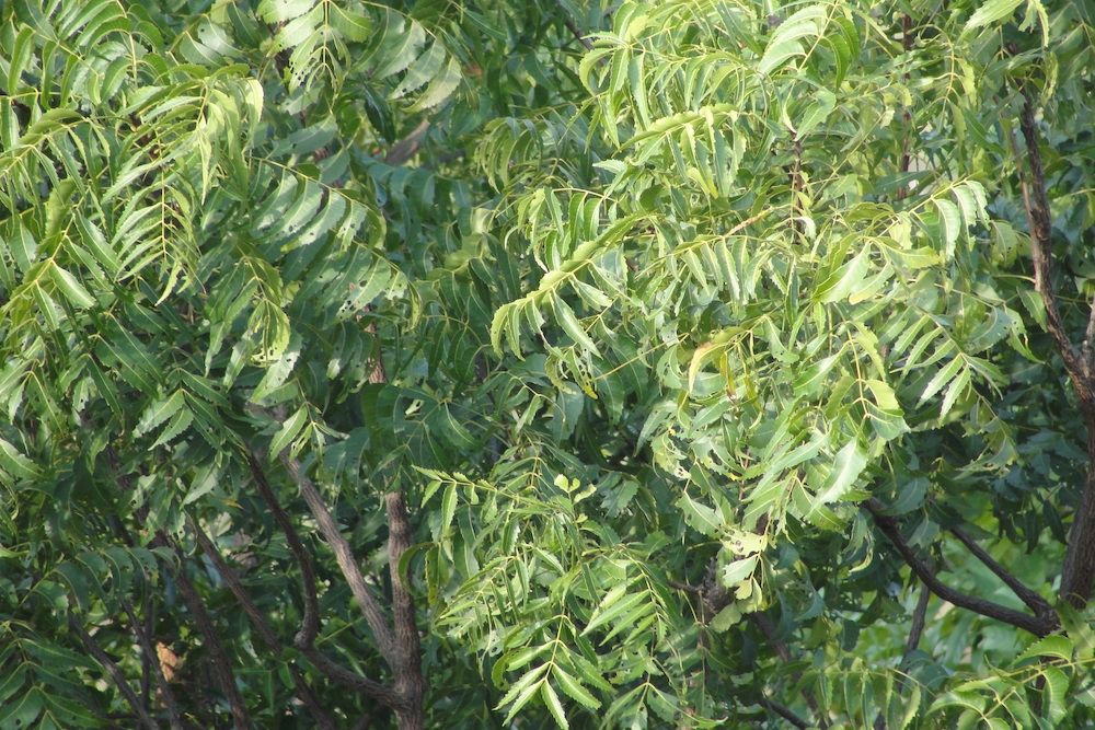How to Use Neem Oil for Plant Pests