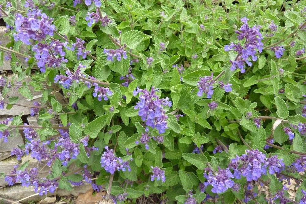 5 Best Ground Covers to Prevent Weeds