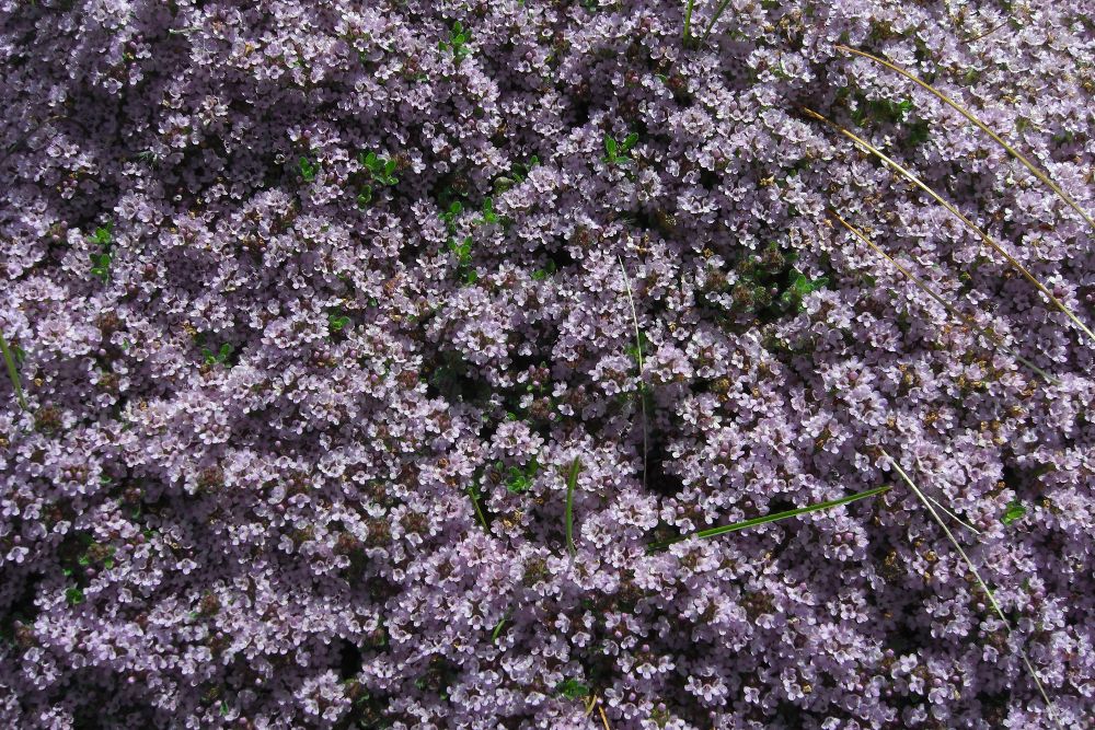 5 Best Ground Covers to Prevent Weeds