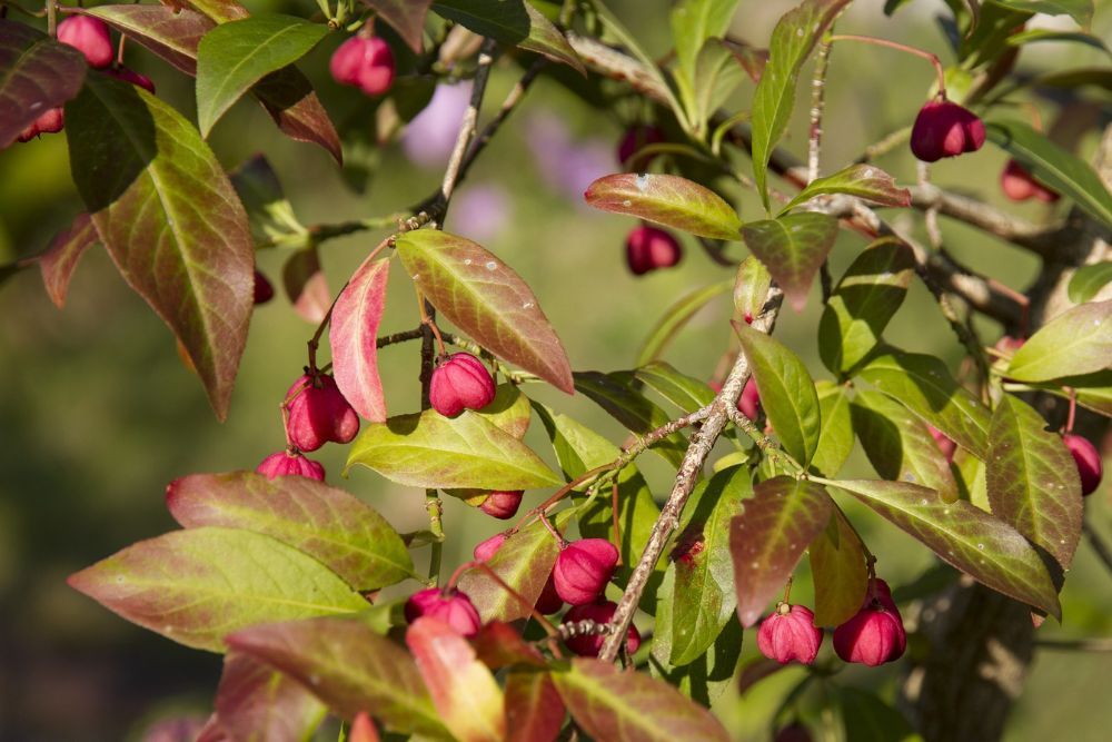 6 Plants That Benefit From Baking Soda