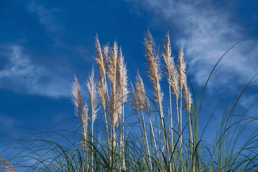 8 Long-Living Perennials You Need in Your Garden