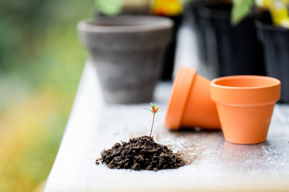 8 Tips For Growing Morning Glory in Pots