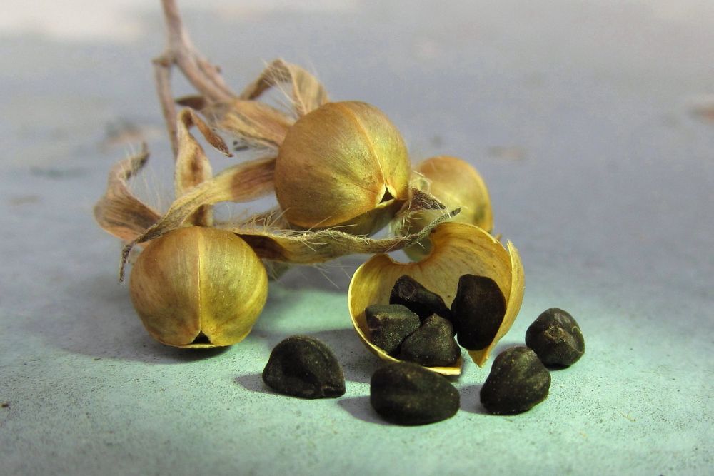 8 Tips For Growing Morning Glory in Pots