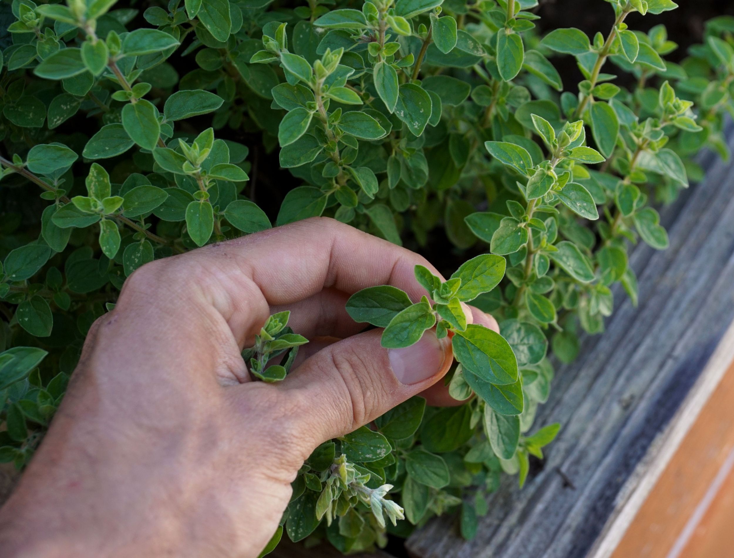 7 Fast-Growing Herbs