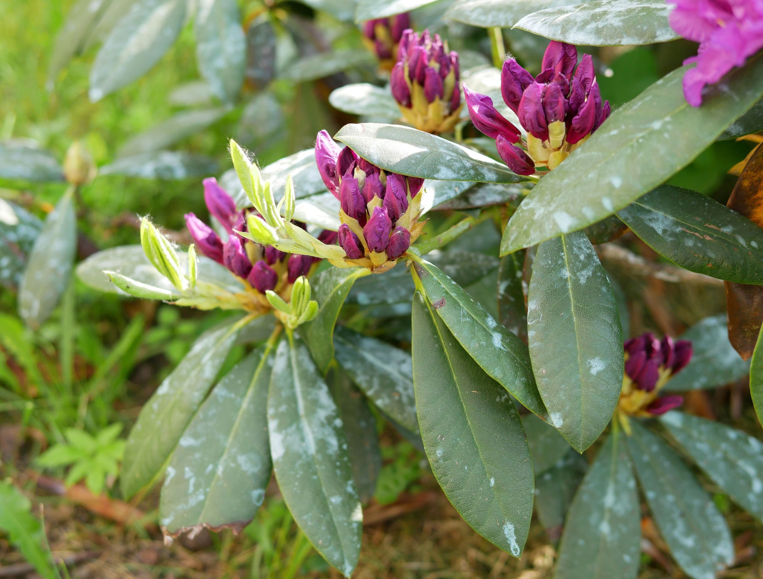 6 Common Problems With Azaleas