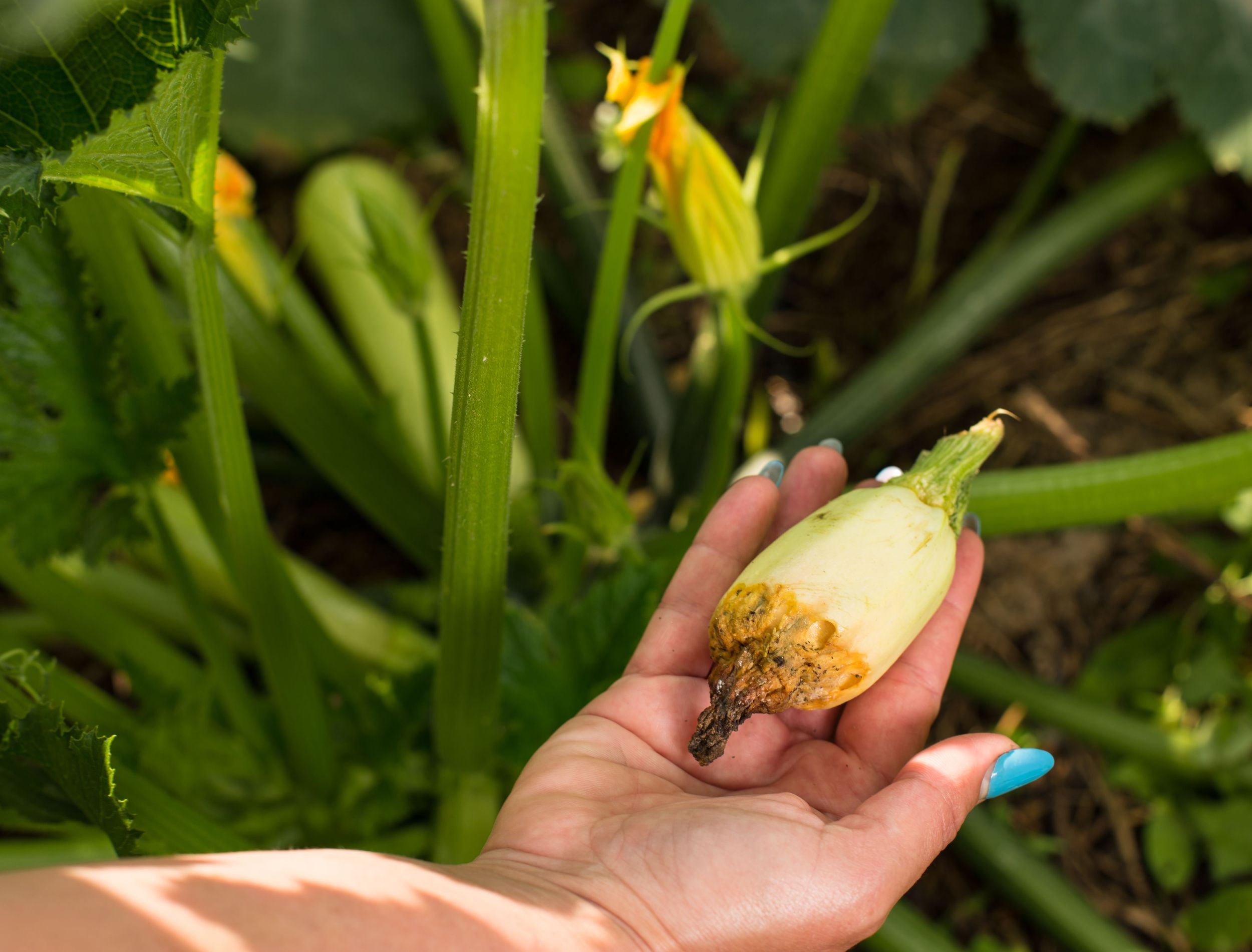 Why Your Zucchini Stems are Rotting and What to Do