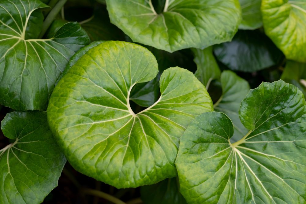 6 Outdoor Plants That Don't Need Sunlight