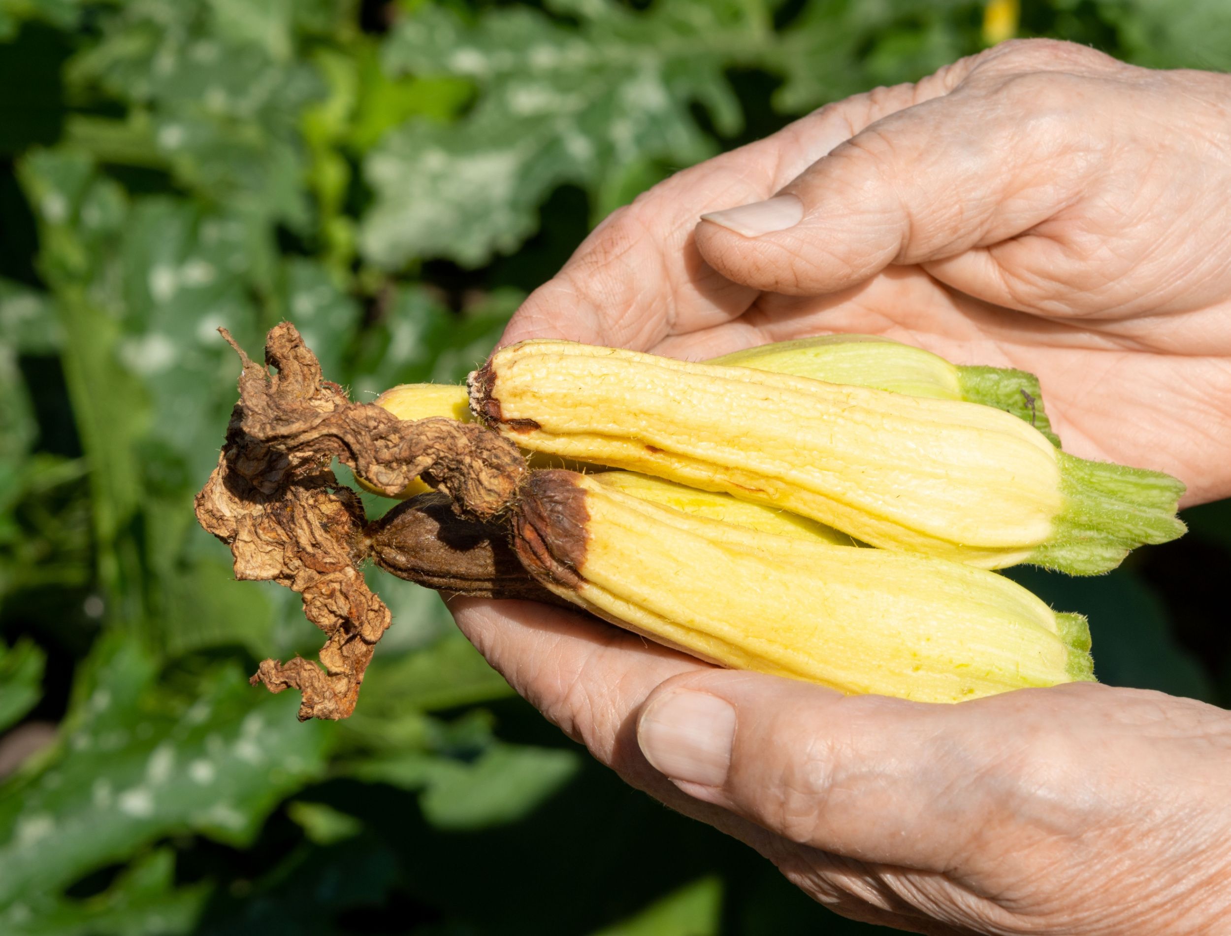 Why Your Zucchini Stems are Rotting and What to Do