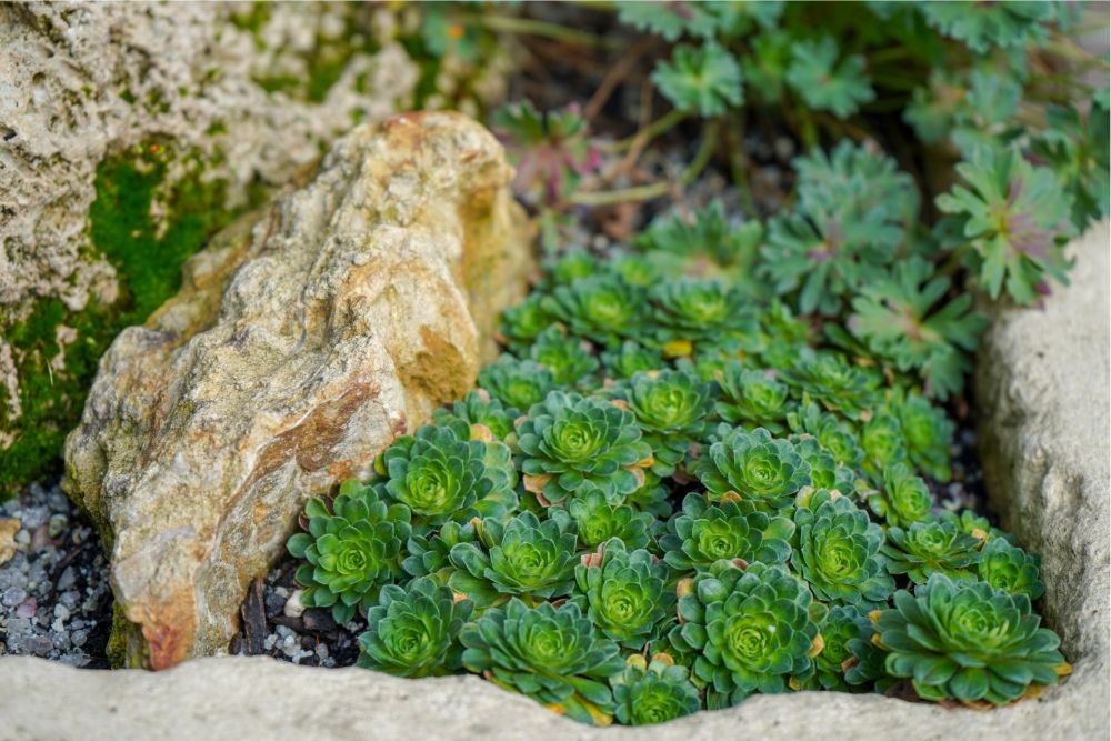 5 Stunning Rock Garden Ideas For Your Landscape