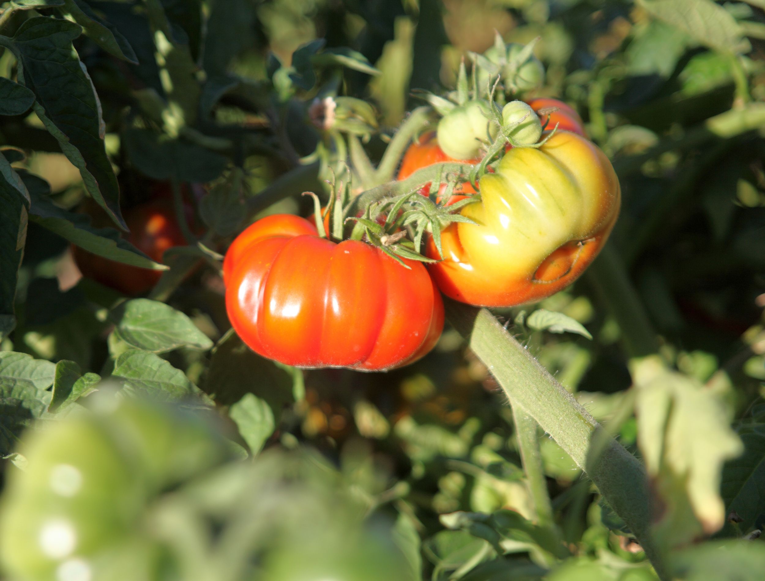 9 Tips For Growing Heirloom Tomatoes