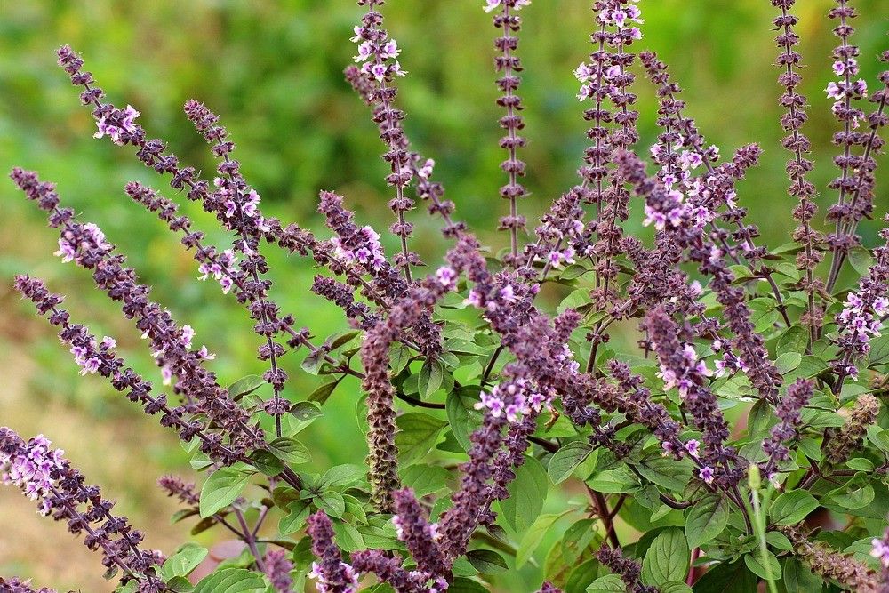 5 Best Plants That Grow in Sandy Soil