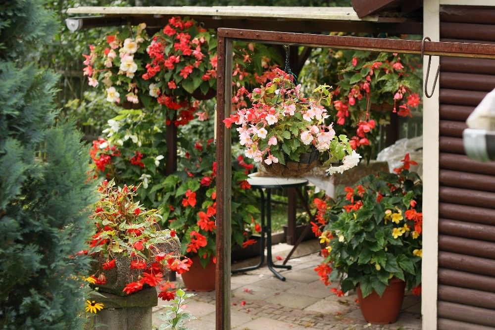 6 Best Flowers For Pots in Shade