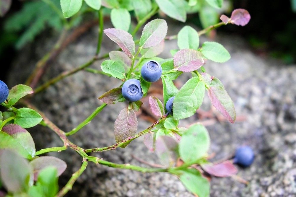 4 Best Edible Ground Covers For Your Landscape