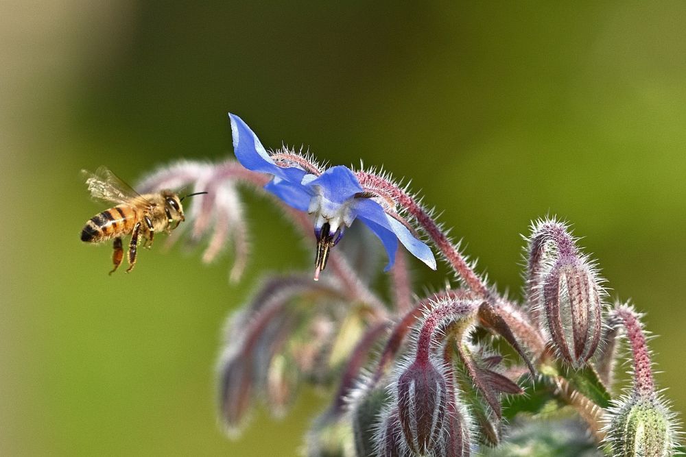 6 Best Plants For a Pollinator Garden