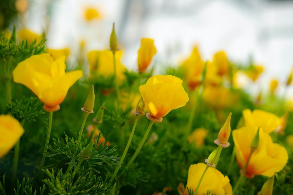 6 Types of Poppies to Grow in Your Garden