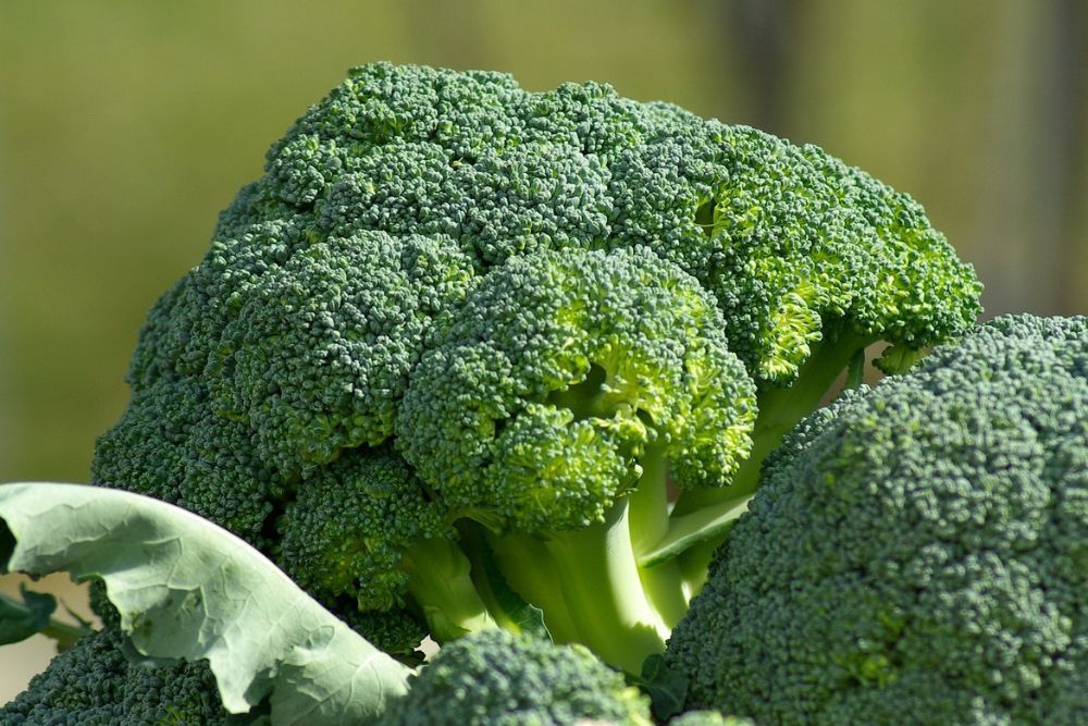 6 Tips For Growing Broccoli in Your Garden