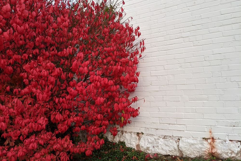 8 Shrubs You Should Never Grow in Your Yard