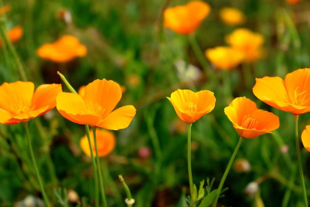 5 Best Self-Sowing Annual Flowers