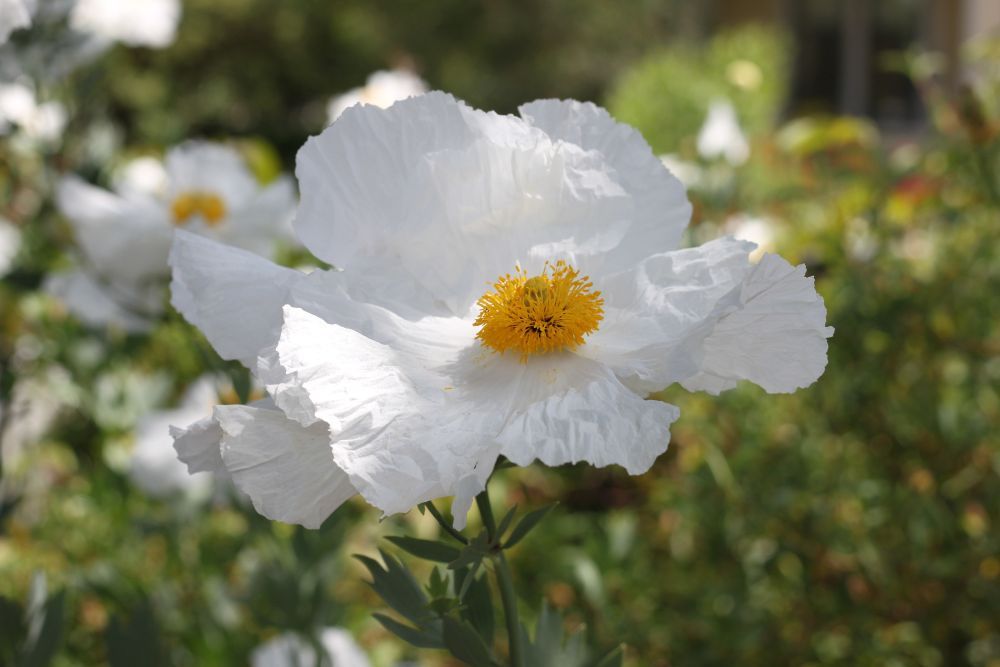6 Types of Poppies to Grow in Your Garden