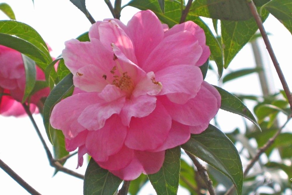 4 Camellia Varieties to Grow in Your Landscape