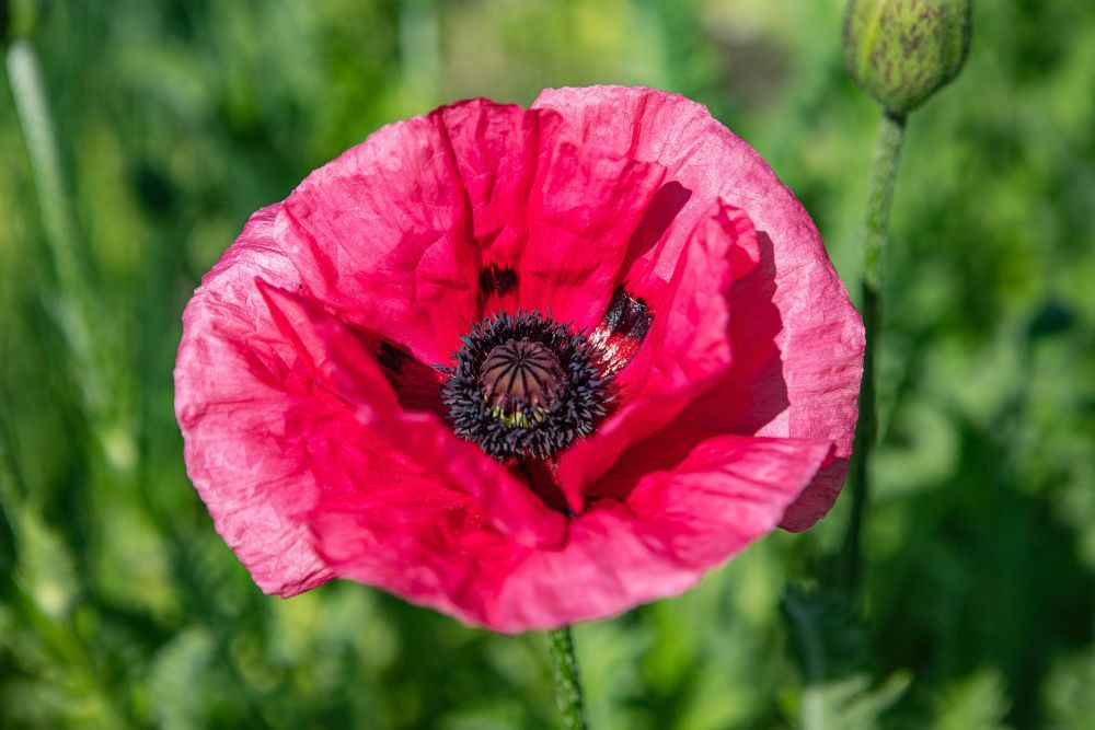 6 Types of Poppies to Grow in Your Garden
