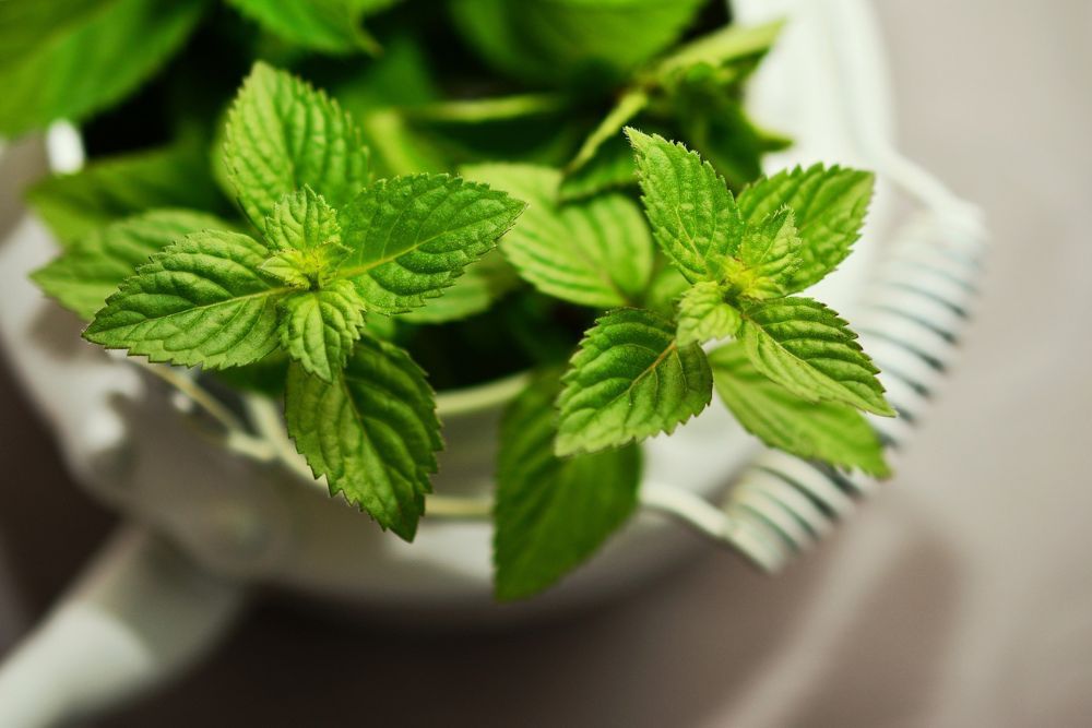 9 Tips For Growing Mint in Pots