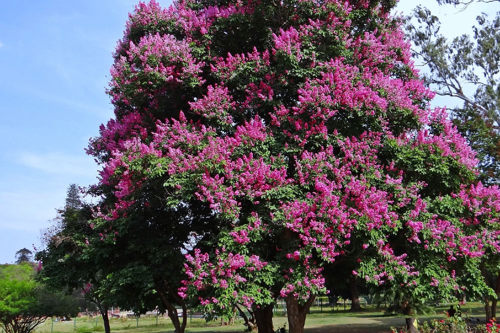 Perennials vs Annuals: What's the Difference?