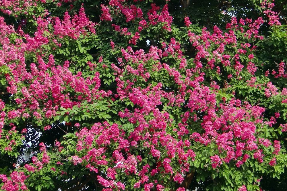 6 Best Fast-Growing Flowering Trees For Your Landscape
