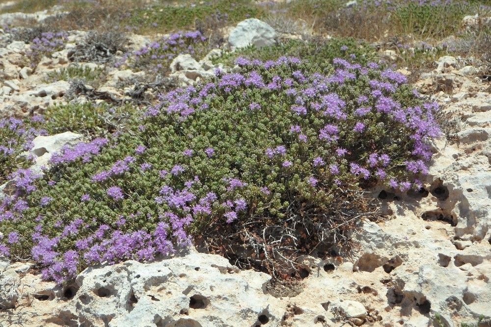 4 Best Edible Ground Covers For Your Landscape