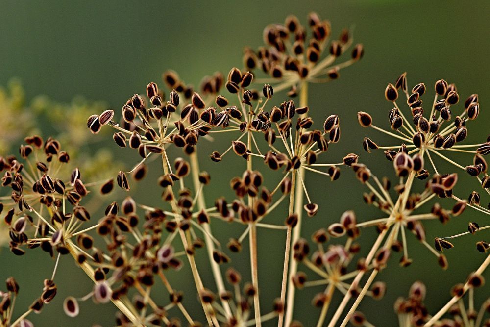 11 Tips For Growing Dill in Your Herb Garden