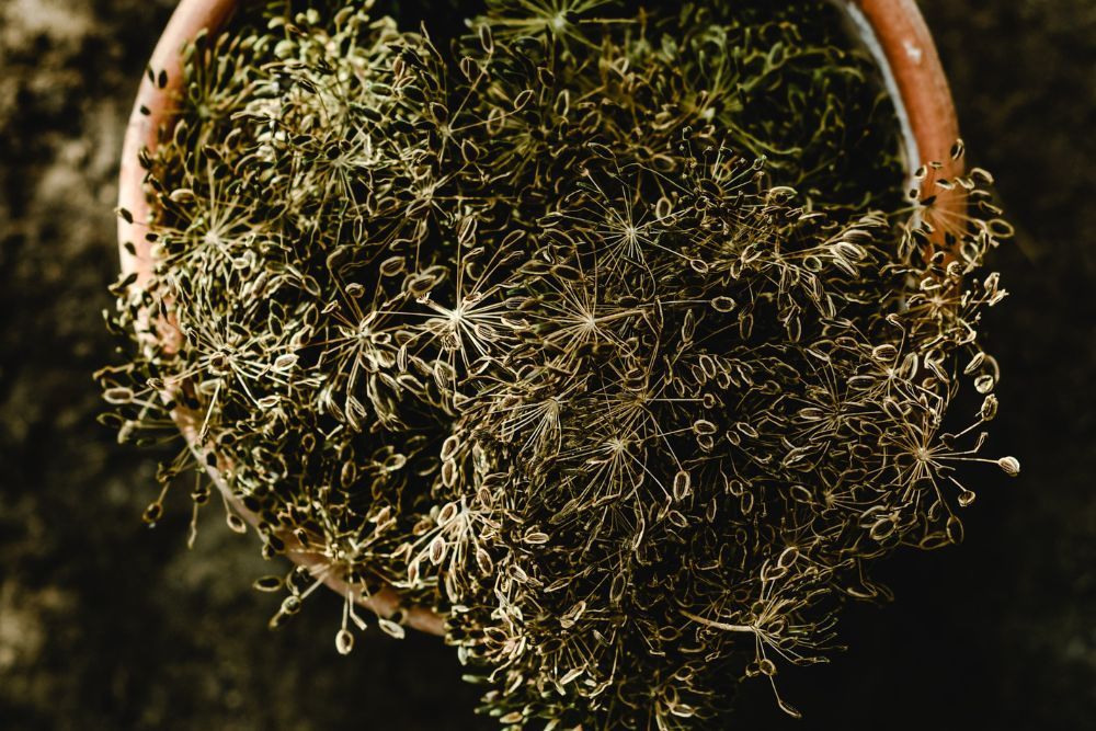 11 Tips For Growing Dill in Your Herb Garden