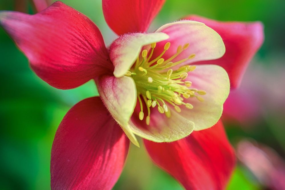 6 Best Plants For a Pollinator Garden