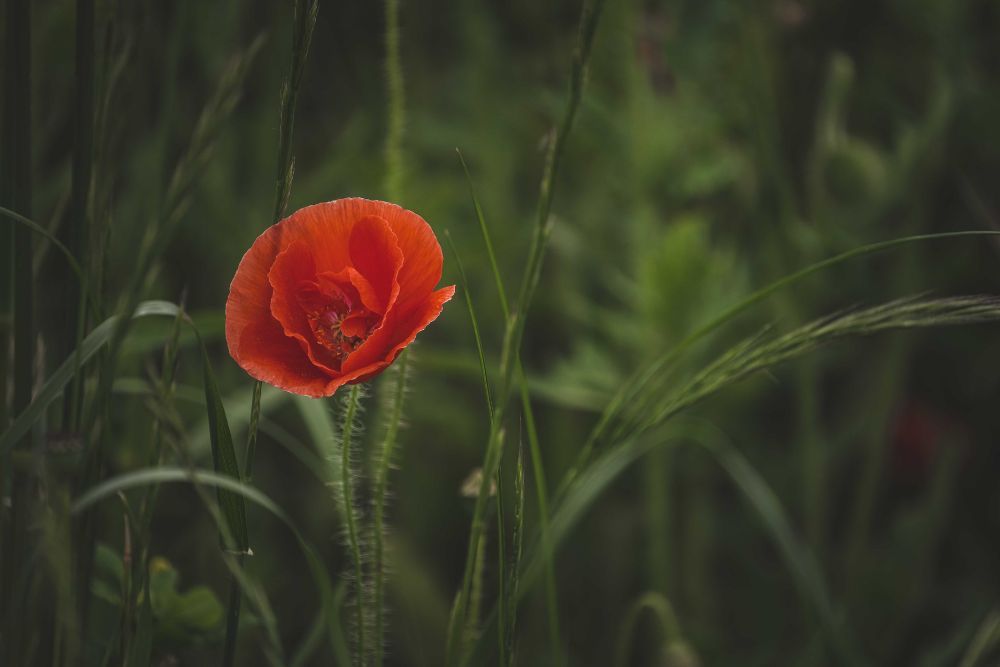 6 Types of Poppies to Grow in Your Garden