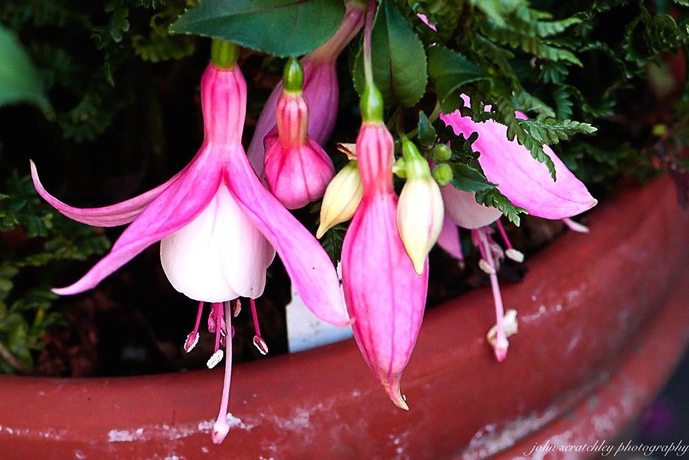 6 Best Flowers For Pots in Shade